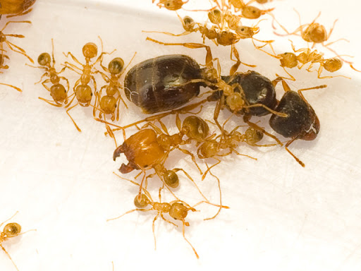 Underground Ant World